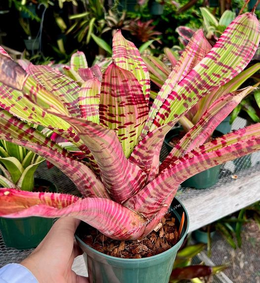 Neoregelia ‘Borinken - Forever Tropicals