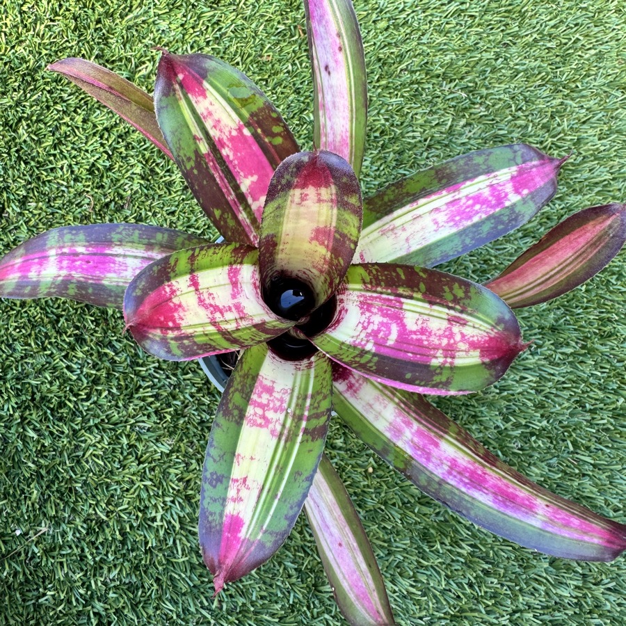 Neoregelia ‘Jabberwock’ Variegated - Forever Tropicals