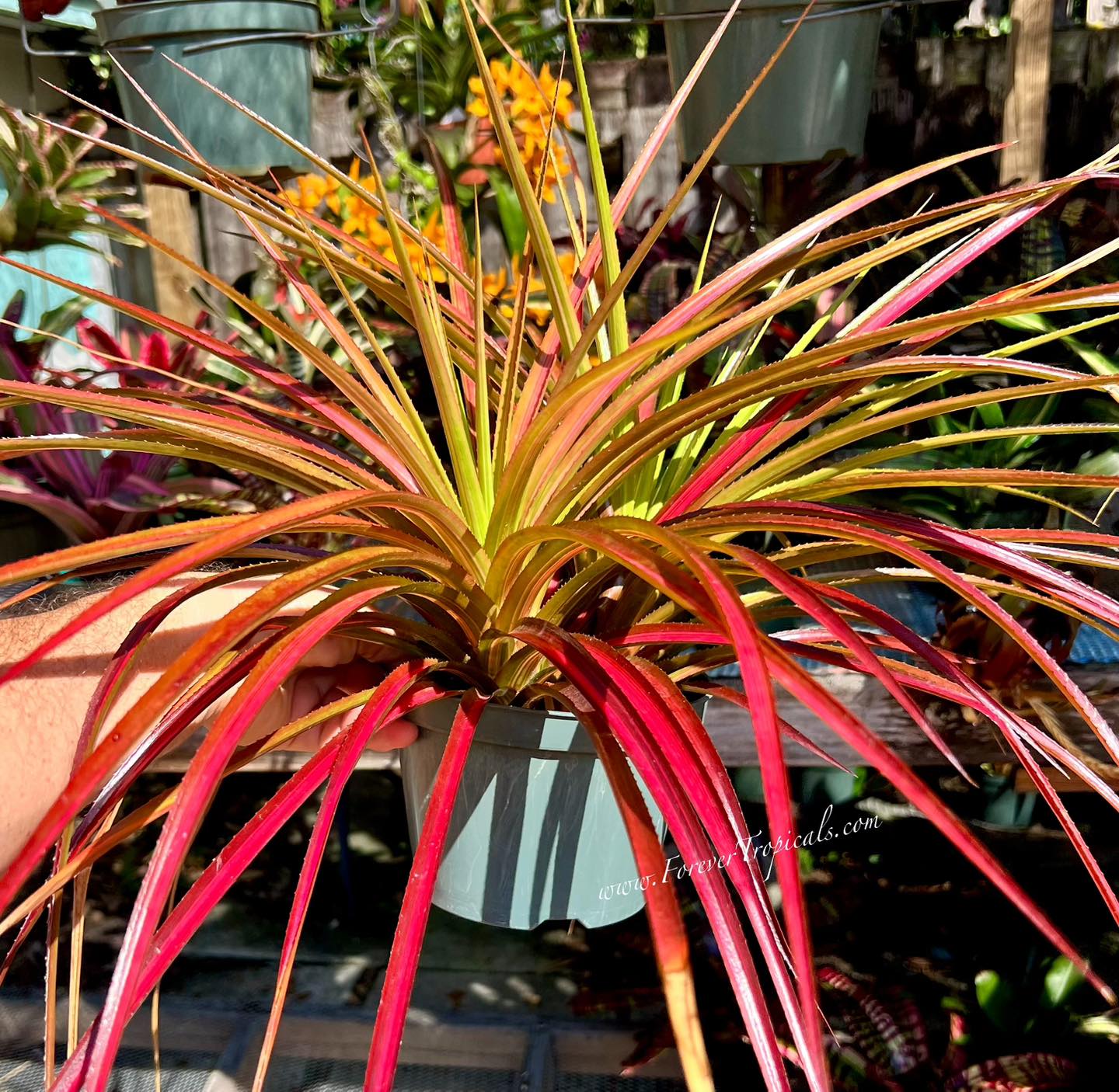 Neoregelia Car Red var x Ortho Narioides - Forever Tropicals