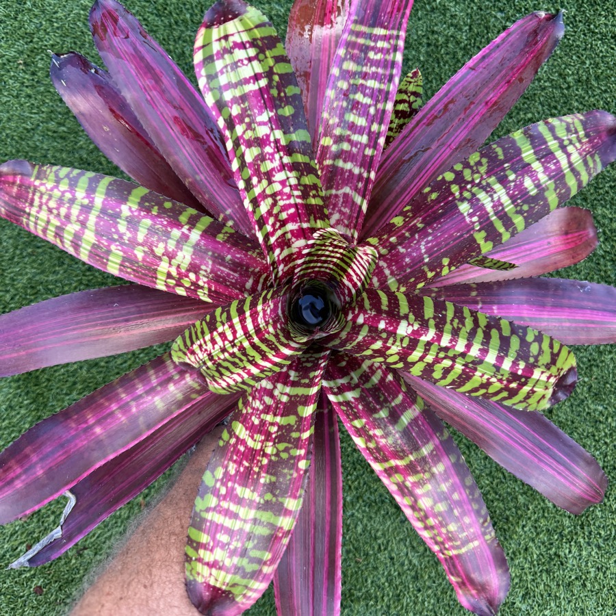Neoregelia ‘Sunburst Vortex’ - Forever Tropicals