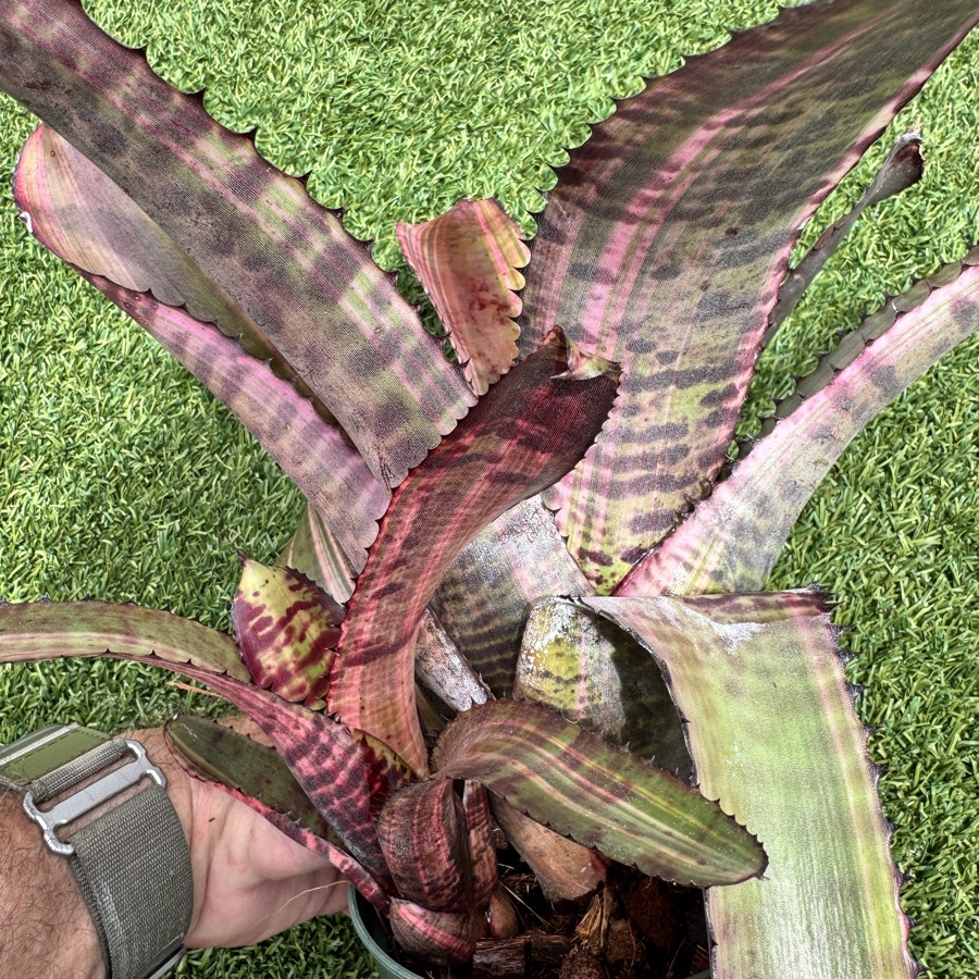 Neoregelia ‘Rainbow x Tigerama’ - Forever Tropicals