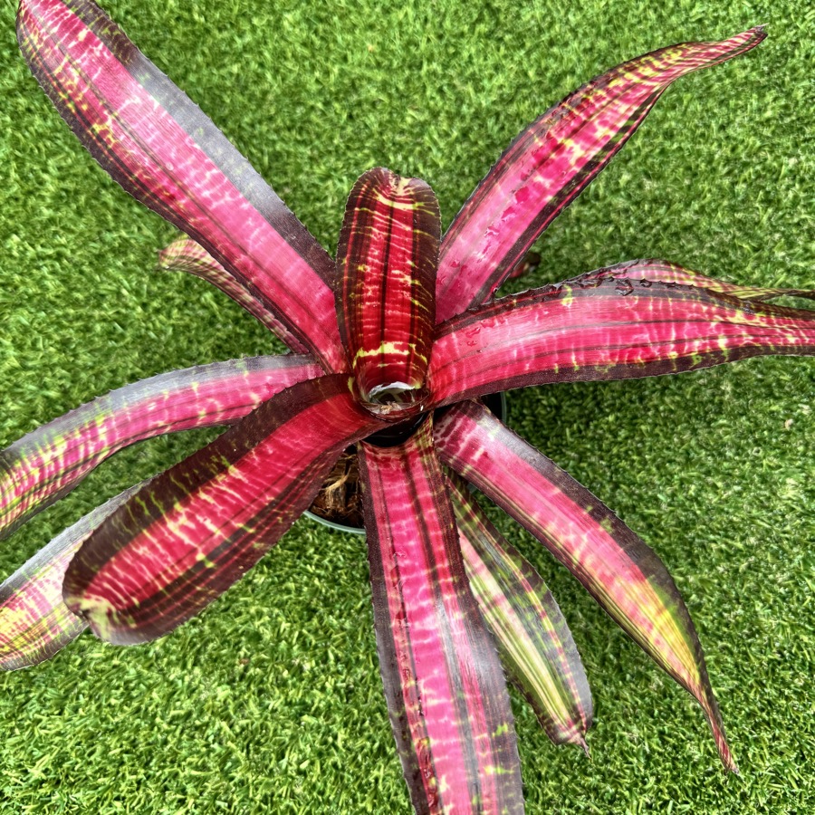 Neoregelia ‘Lucifer’ variegated - Forever Tropicals