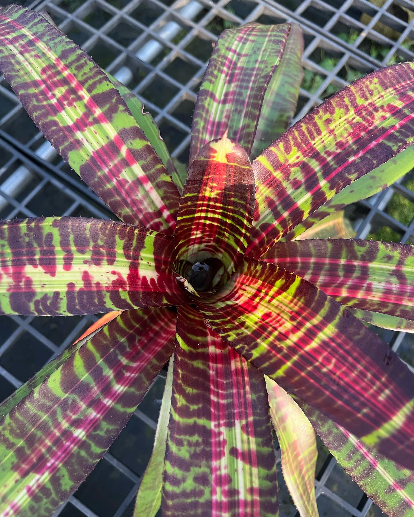 Neoregelia ‘Shock Impact’ - Forever Tropicals