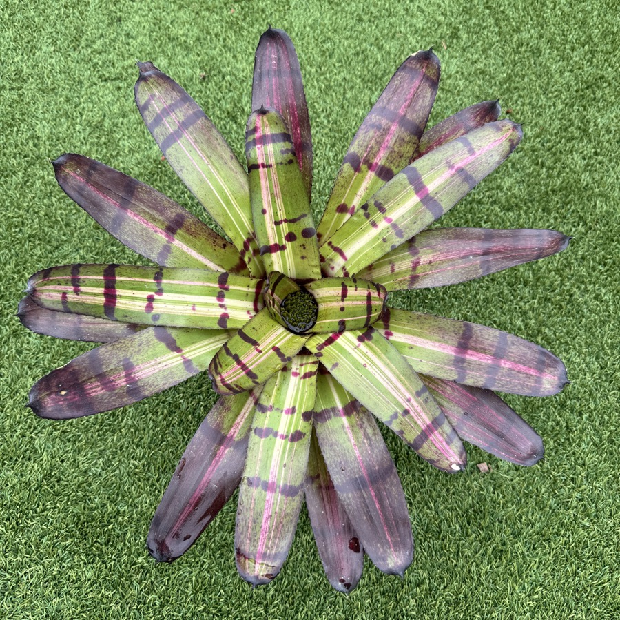 Neoregelia ‘Bob Cat’ (Otto) - Forever Tropicals