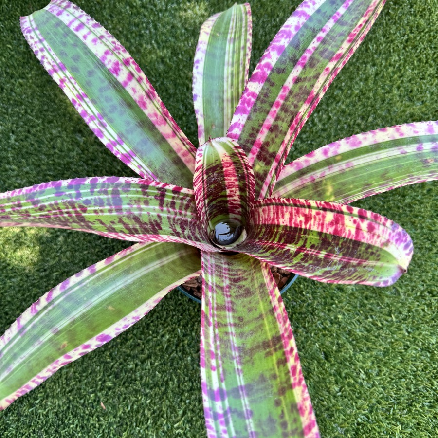Neoregelia ‘Electric Shock’ albo - Forever Tropicals