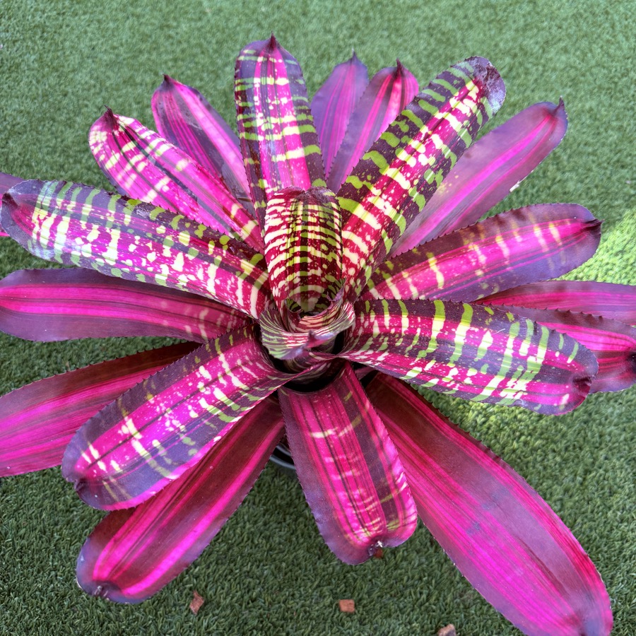 Neoregelia ‘Sunburst Vortex’ - Forever Tropicals