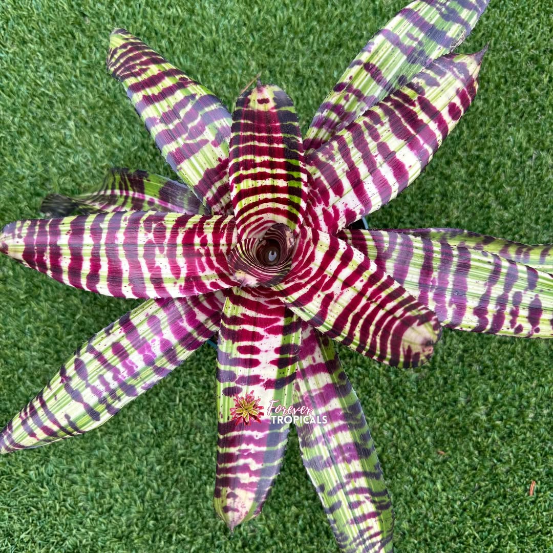 Neoregelia ‘Zombie Boy’ - Forever Tropicals